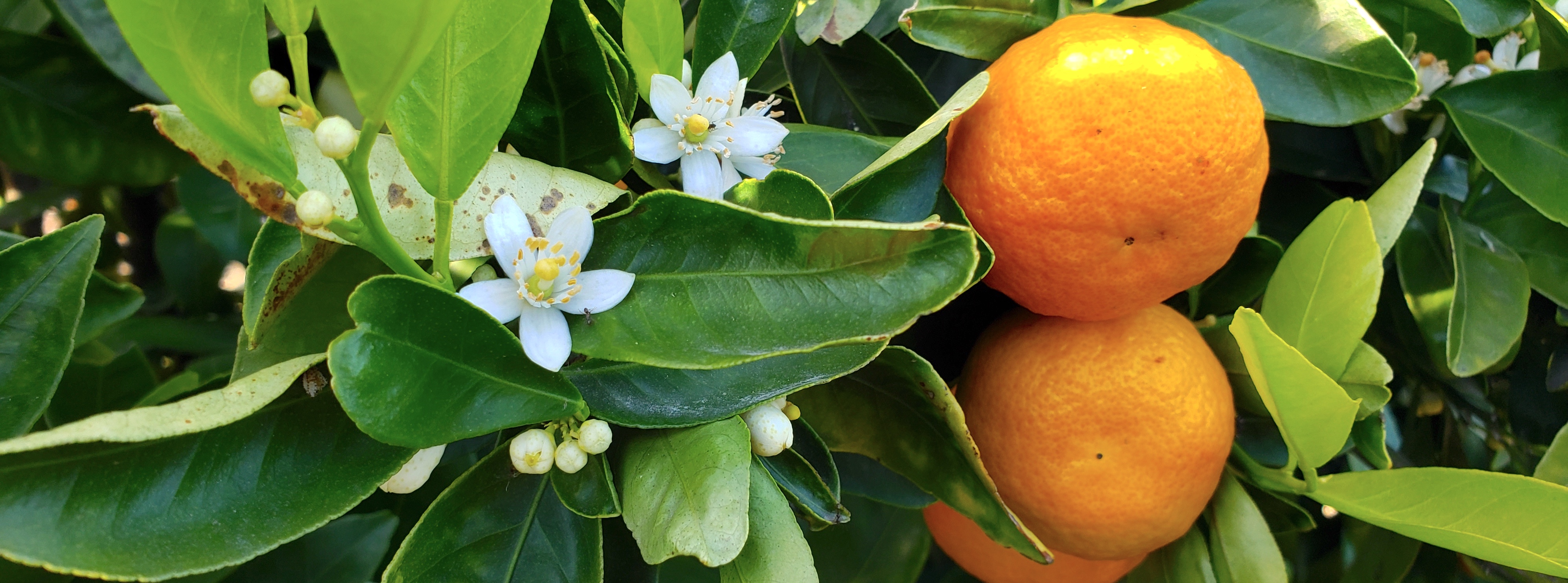 PLSC Major and Minors - Plant Sciences - Cal Poly, San Luis Obispo